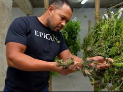 Emerging ganja industry driving demand for revival of local aviation ...